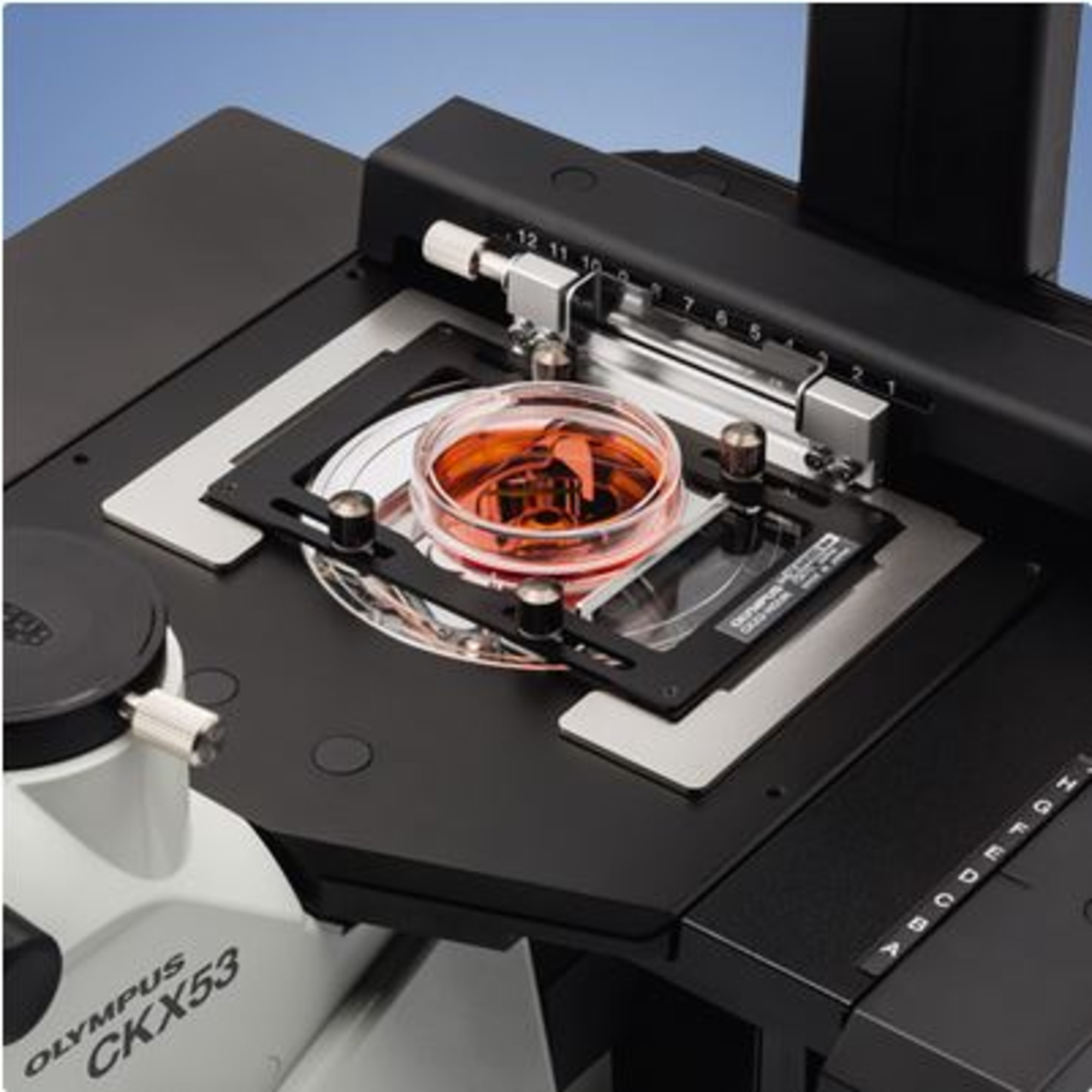 Evident Olympus Microscopio invertito Olympus CKX53 Hellfeld V2, trino, infinity, plan, achro ...